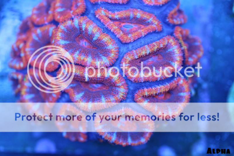 Acans Receding!! Found this! Pest??? | Reef2Reef