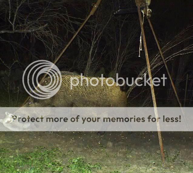 Huge boar and coon | GON Forum