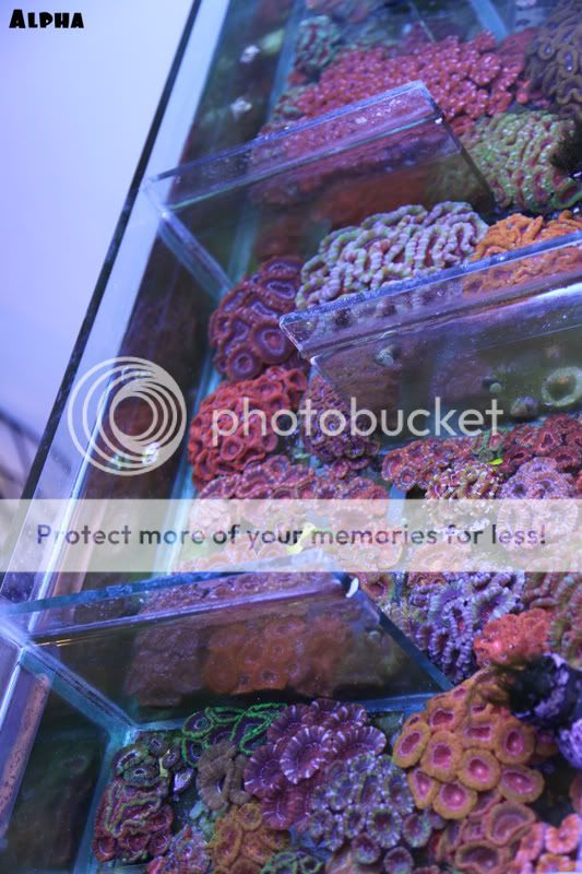 Learn about Raceway style tanks here! | Reef2Reef