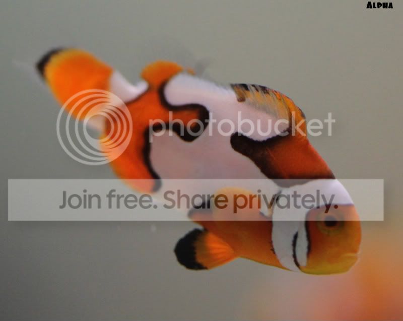 Designer Clownfish, does it get in better? | Reef2Reef