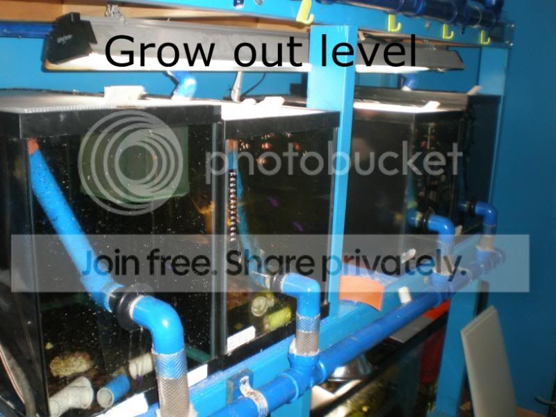 Fish Breeding Tank Showoff & Info Thread! | Reef2Reef