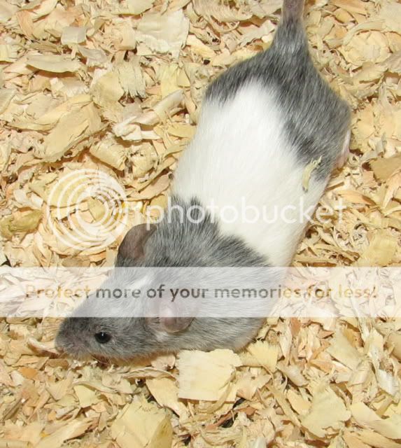 brindle satin girl to a merle banded male? | Pet Mice Forum